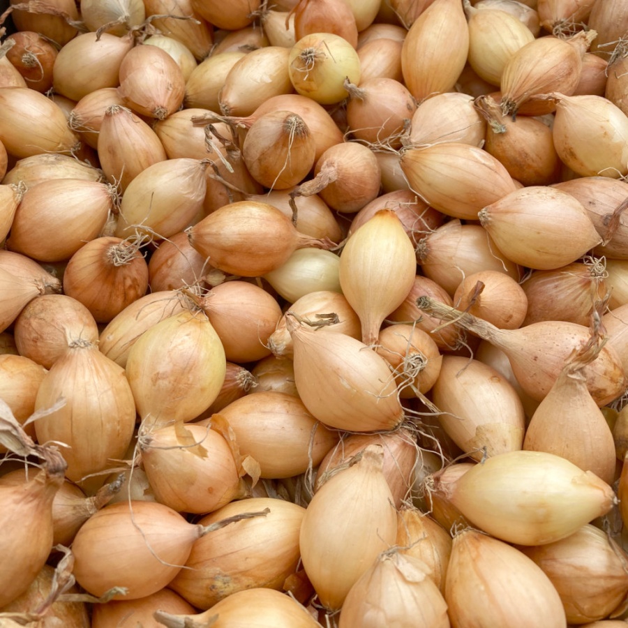 Best Onion Sets for Autumn Planting