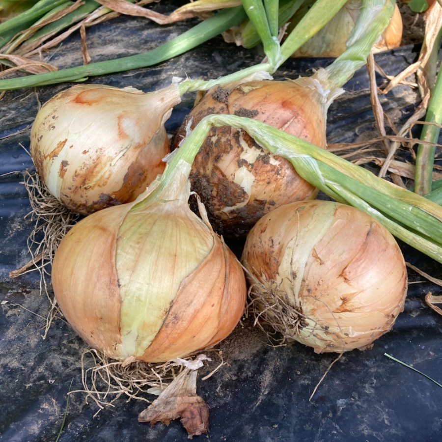 Giant Onion Exhibition Seeds - Grow extra large show onions