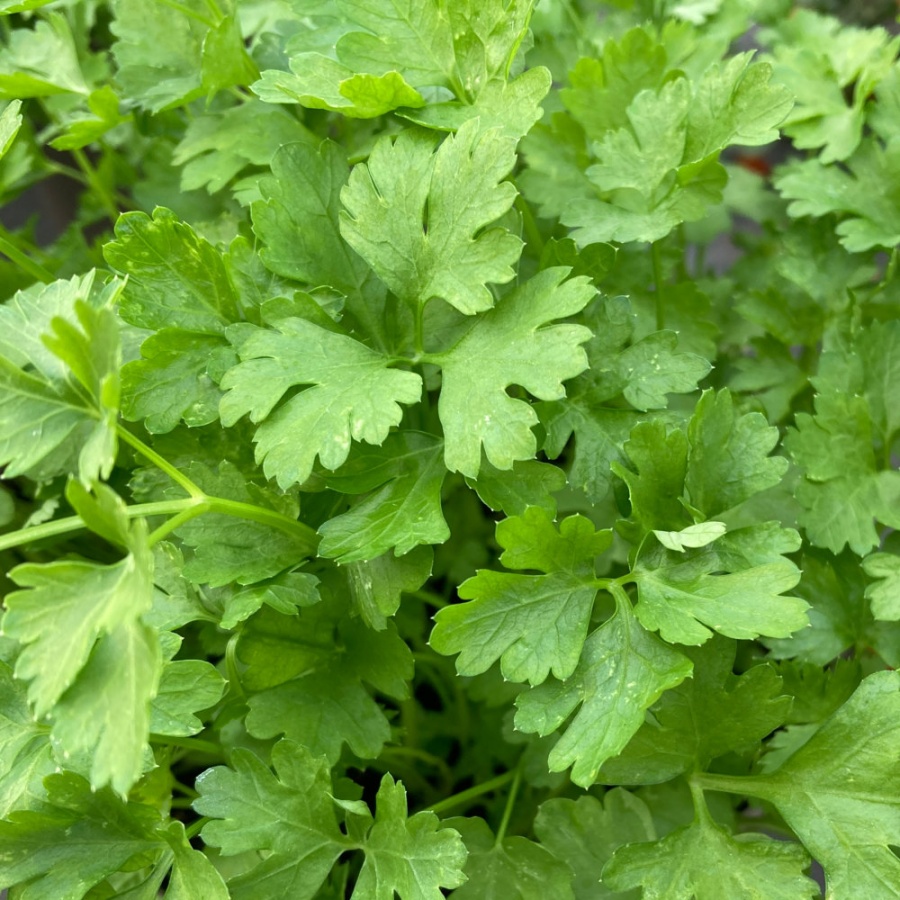 What is the Difference Between Flat Leaf and Curly Parsley?
