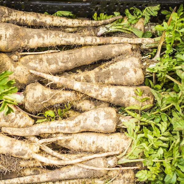 Buy Parsnip Seeds