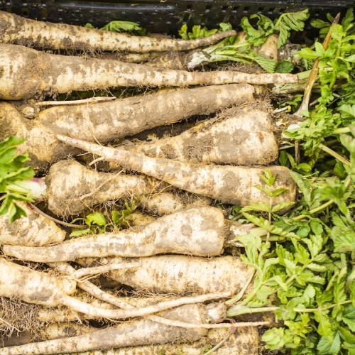 Early Nantes Carrot Seeds