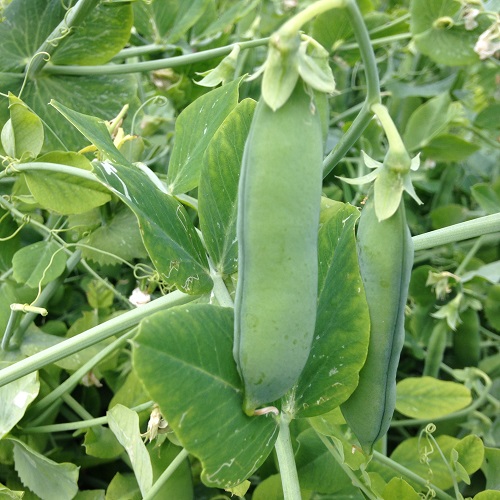 Buy Pea Seeds
