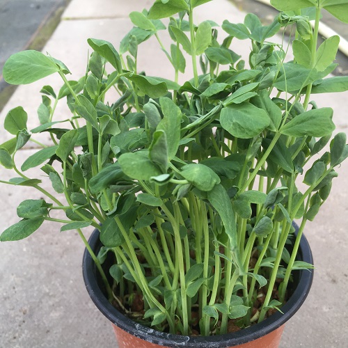 Buy Vegetable Seeds, Flower Seeds and Potato Seeds online from only 59p pkt