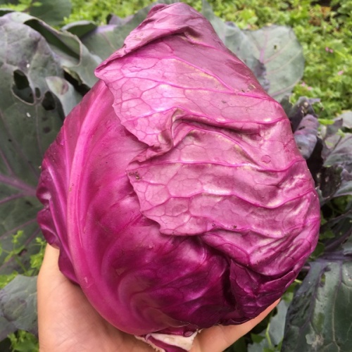 Buy Cabbage Seeds