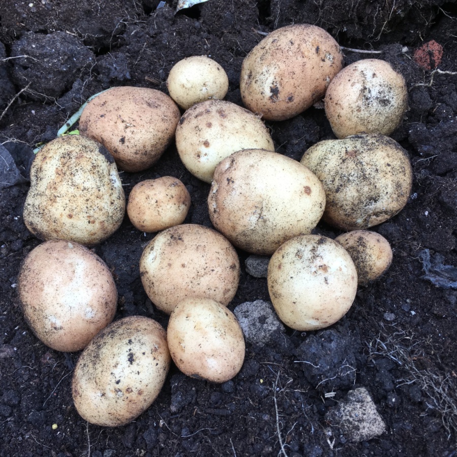 Swift Seed Potatoes First Early High Yield Chitting Tubers for Planting