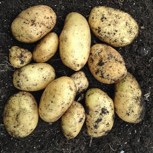 What Are Floury Potatoes?