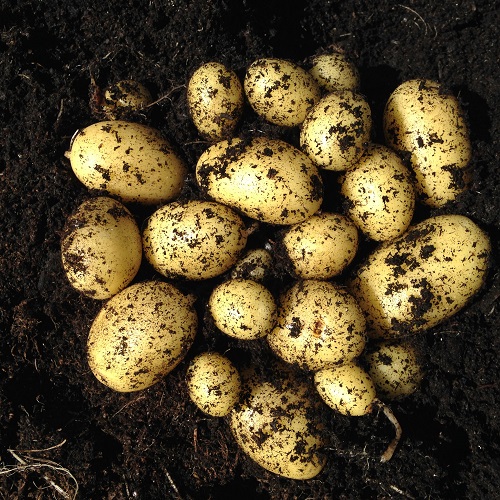 The Best Seed Potatoes For Growing New Potatoes - A Guide For Gardeners