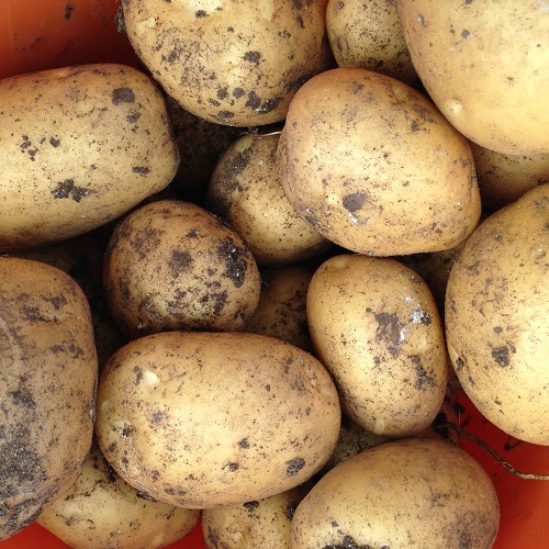 List of Determinate and Indeterminate Potatoes UK
