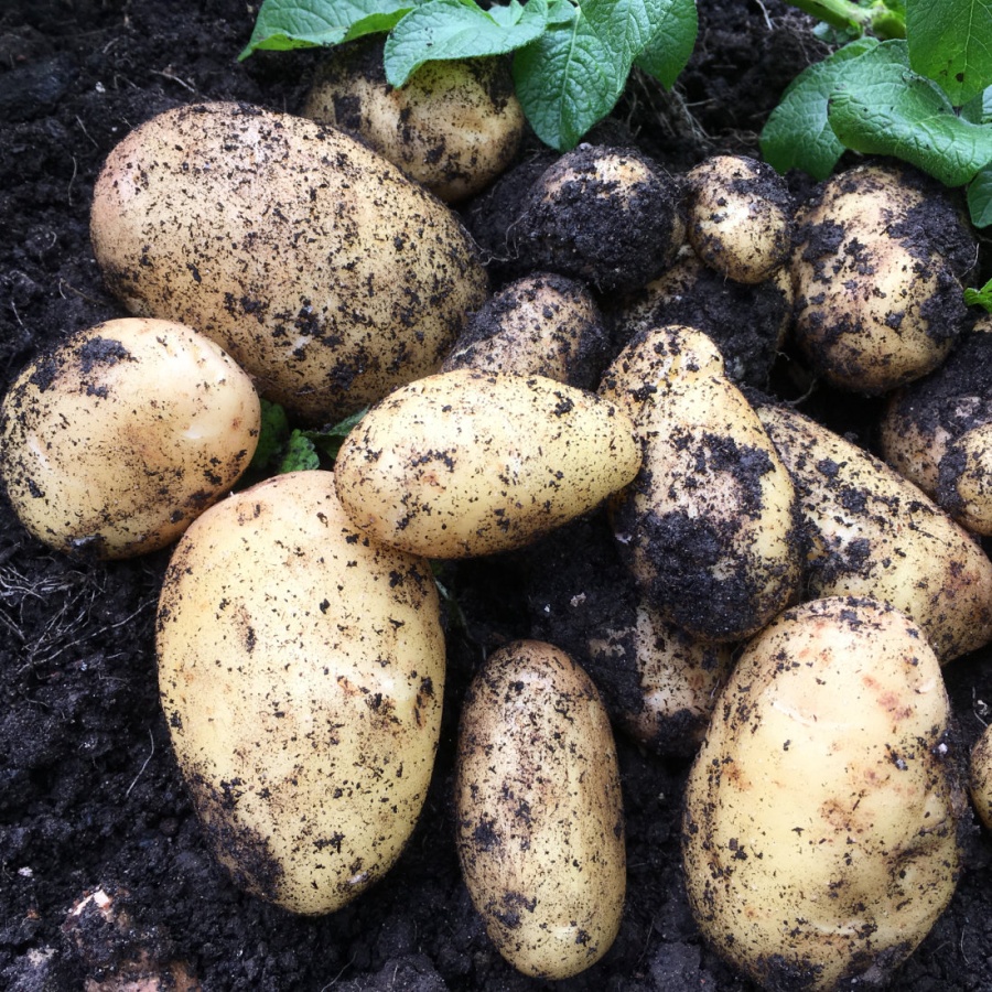1kg Valor Potato Seeds - Maincrop