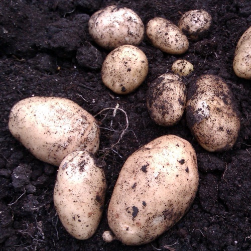 Rocket Potato Seed - First Early