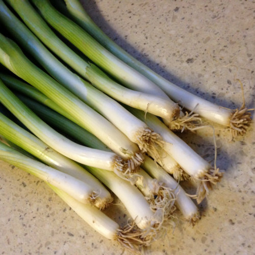 How to Grow Spring Onion from Seeds: Tips for a Continuous Harvest