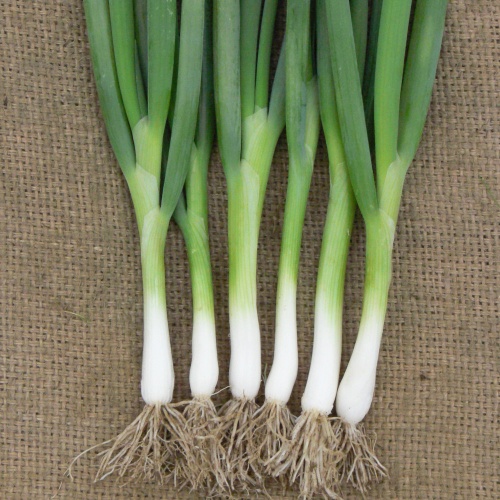 How to Grow Spring Onion from Seeds: Tips for a Continuous Harvest