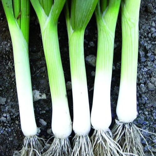 Buy Cheap Seeds - Seed Packets under 99p