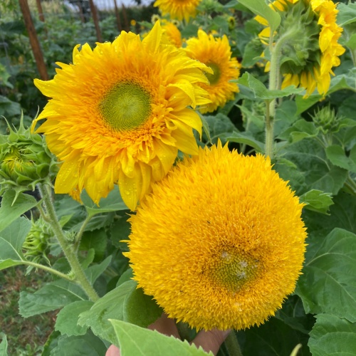 Best Dwarf Sunflowers for Pots, Tubs, and Smaller Gardens