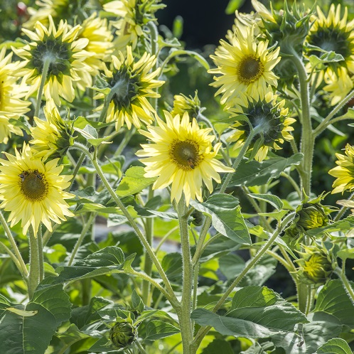 Best Dwarf Sunflowers for Pots, Tubs, and Smaller Gardens
