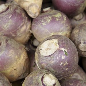 Buy Swede Seeds