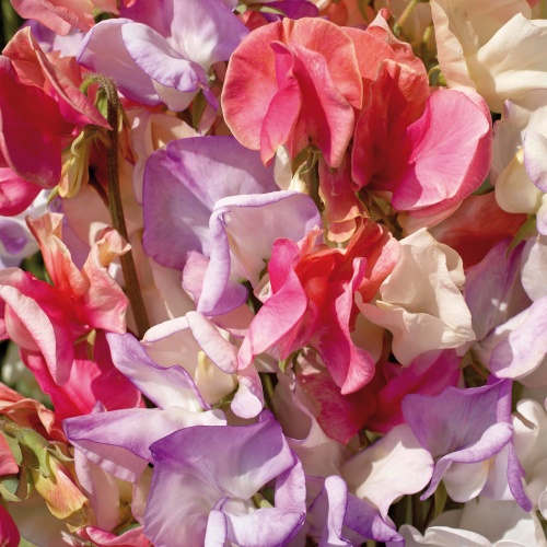 Best Sweet Peas Seeds For Scent And Cutting