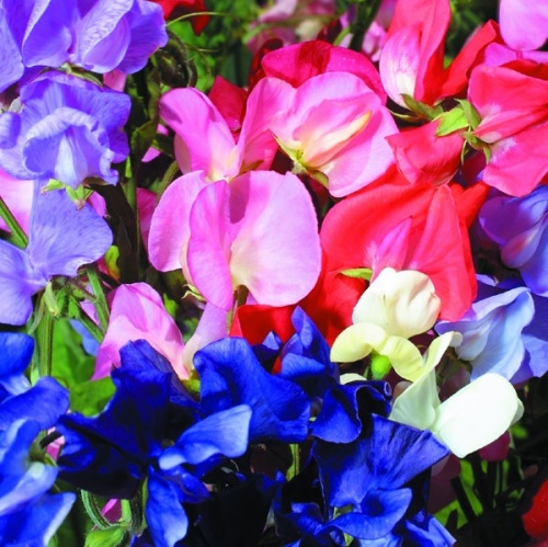 Sowing Sweet Pea Seeds in the Autumn - A Step-by-Step Guide