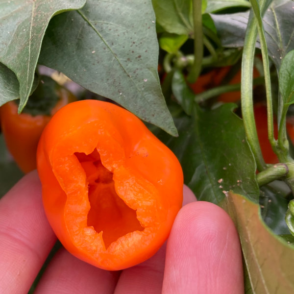 Sweet Pepper Hamik Seeds Sweet Snacking Variety for Greenhouse or Patio