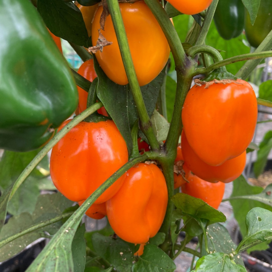 Sweet Pepper Hamik Seeds Sweet Snacking Variety for Greenhouse or Patio
