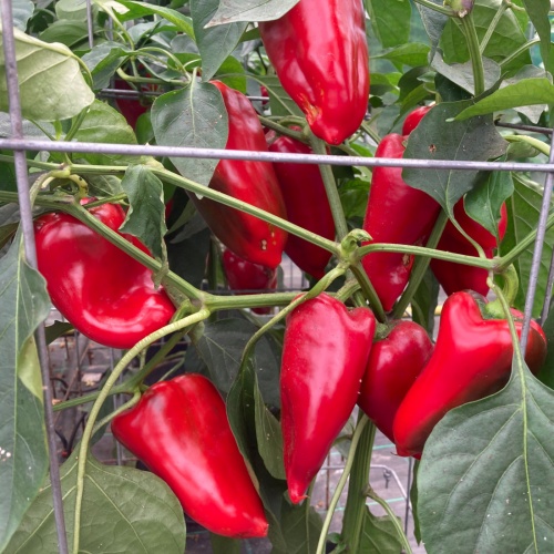 Mini Sweet Pepper Seeds - F1 Snack Mixed
