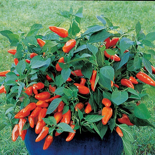 Mini Sweet Pepper Seeds - F1 Snack Mixed