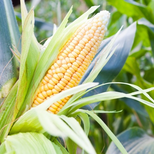 Buy Sweetcorn Seeds