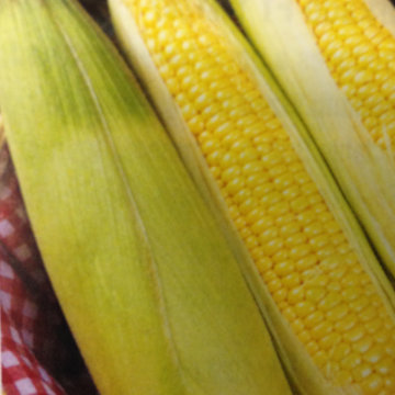 How to Grow Sweetcorn from Seed.