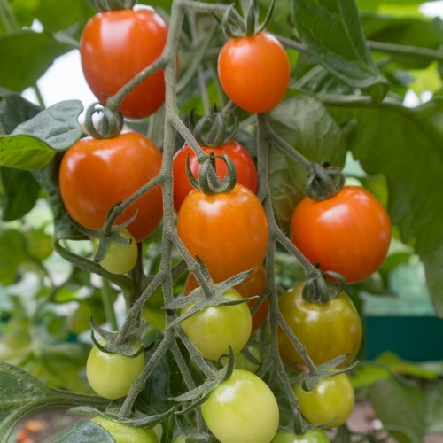 What are the sweetest tasting tomatoes?