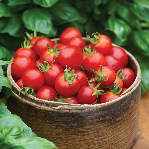 What are the Best Tomatoes to Grow Outdoors in the UK?
