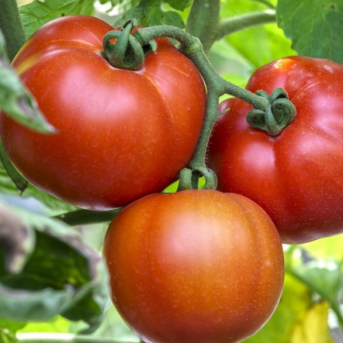 Tomato Seeds Bloody Butcher