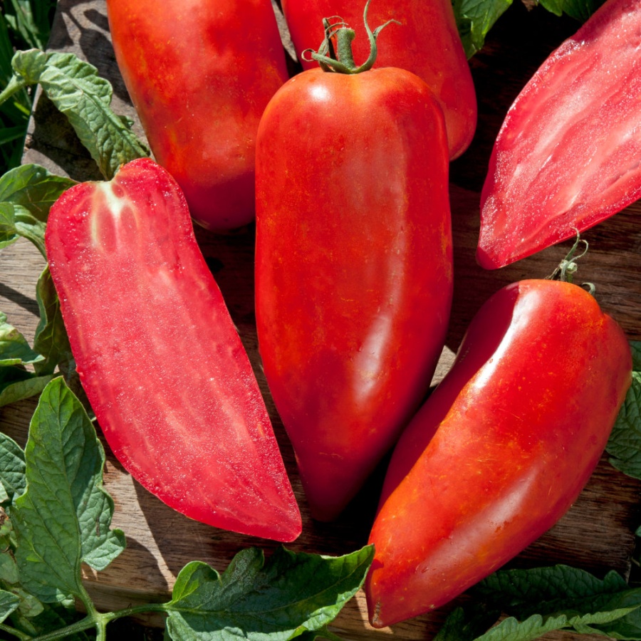 Buy Tomato Seeds - 75 of the Best Varieties in stock