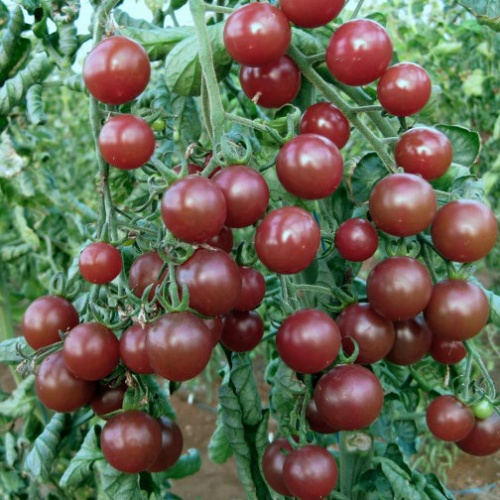 Buy Rapunzel Cherry Tomato Seeds UK - F1