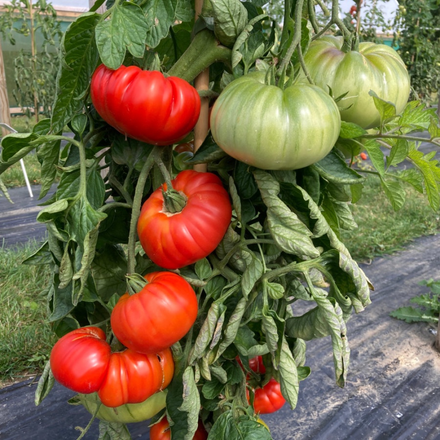 Top Picks: Best Large Tomatoes to Grow In Your Garden