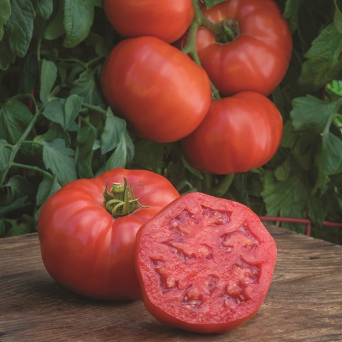 Top Picks: Best Large Tomatoes to Grow In Your Garden