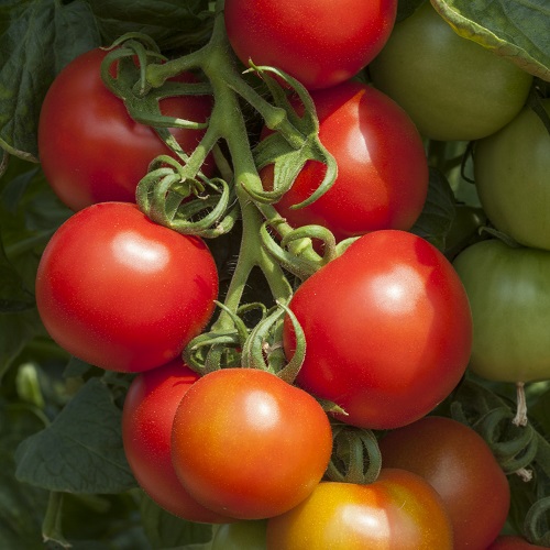 Tomato Seeds Losetto - Grow Outdoors