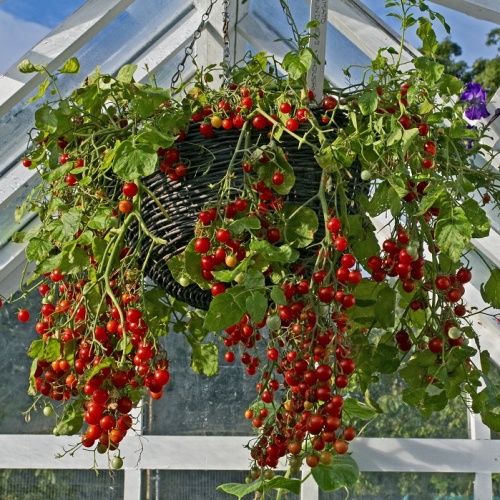 Buy Rapunzel Cherry Tomato Seeds UK - F1