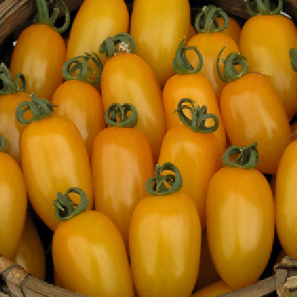 Growing the Best Baby Plum Tomatoes from Seeds