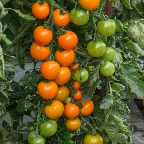 Buy Vegetable Seeds, Flower Seeds and Potato Seeds online from only 59p pkt