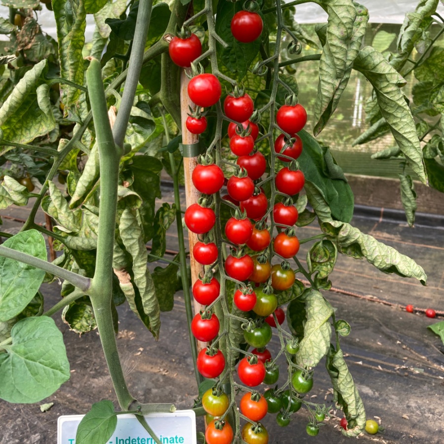 Tomato Berry Red seeds sweet cherry tomato for containers and hanging ...
