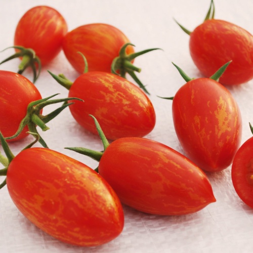 Hanging Basket Tomato Seeds Tumbling Tom Red