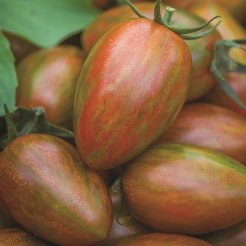 Buy Tomato Seeds - 50 of the Best Varieties in stock