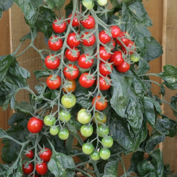Cherry Tomato Seeds Sweet Aperitif