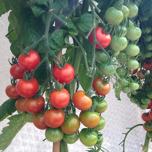Buy Rapunzel Cherry Tomato Seeds UK - F1