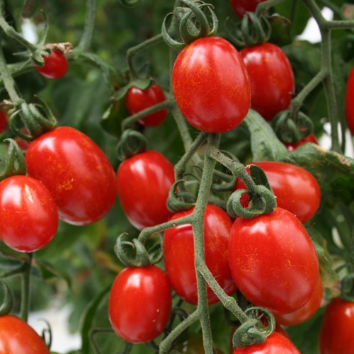 Growing the Best Baby Plum Tomatoes from Seeds