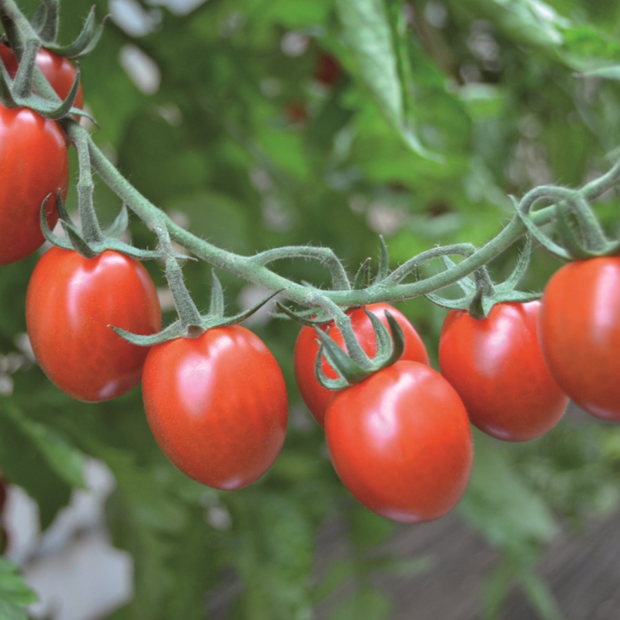 How to Avoid Tomato Blight in UK Gardens