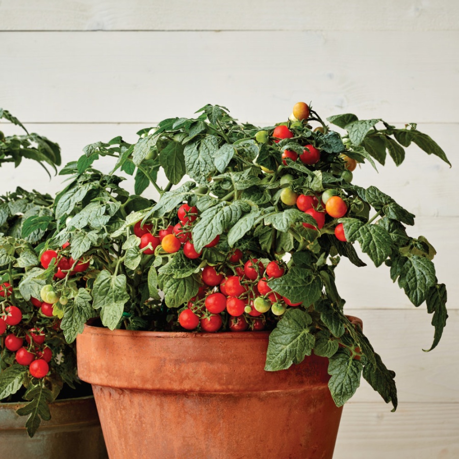 Buy Tomato Seeds - 75 of the Best Varieties in stock