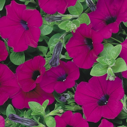 Trailing Petunia Seeds Red Velour â€“ Cascading Red Flower Seeds for ...