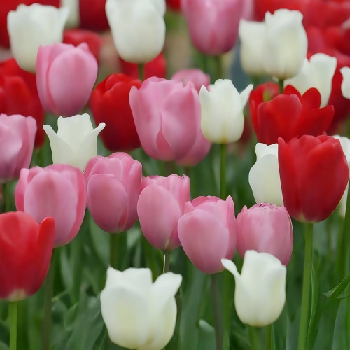 Why November Is the Best Time to Plant Tulip Bulbs