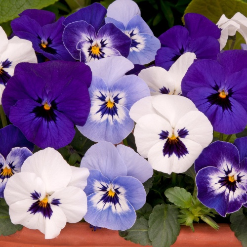 Buy Flower Seeds